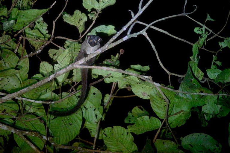 Spotting Leopard Cats in Borneo: A Nighttime Adventure – Wild with Tyler