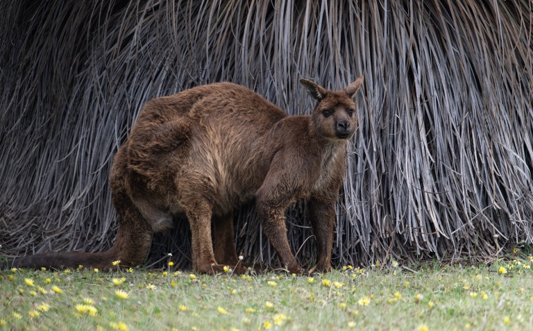 Exploring Wildlife on Kangaroo Island – Wild with Tyler
