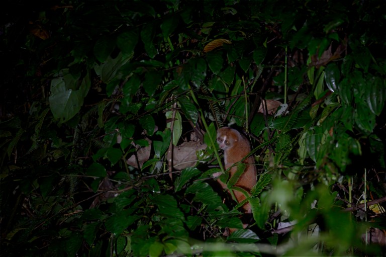 Spotting Leopard Cats in Borneo: A Nighttime Adventure – Wild with Tyler